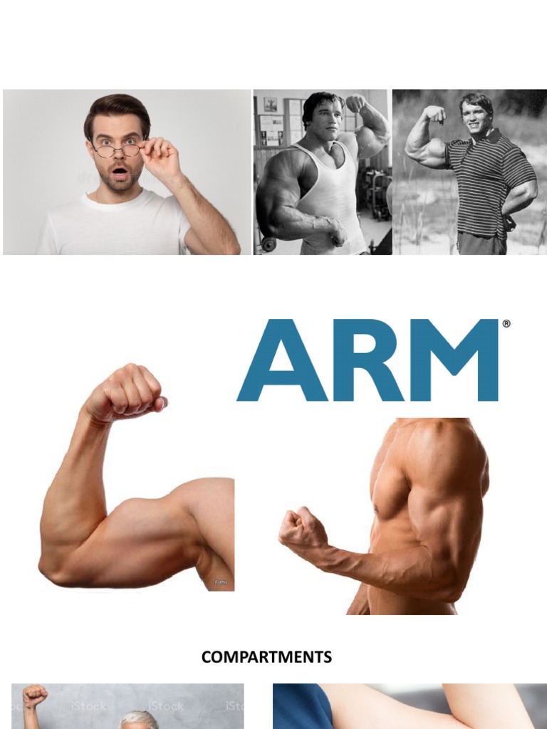 Anterior Compartment of Arm Muscles | PDF