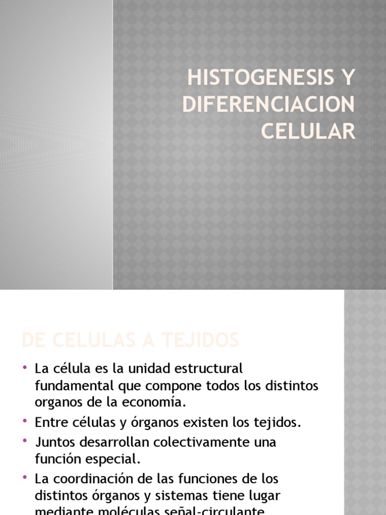 Histogenesis y Diferenciacion Celular | PDF | Epitelio | Tejido conectivo