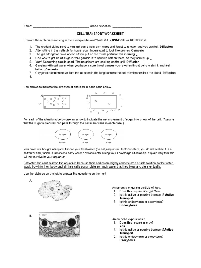 Cell Transport Worksheet | PDF | Osmosis | Cell Biology