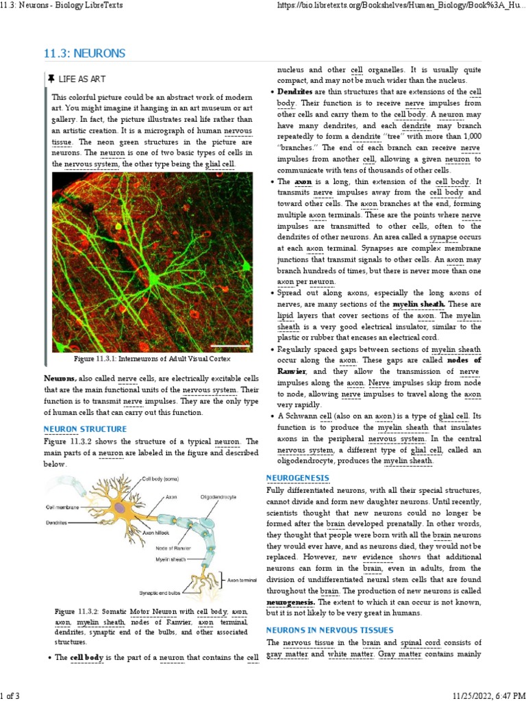 11.3 Neurons - Biology LibreTexts | PDF | Neuron | Axon