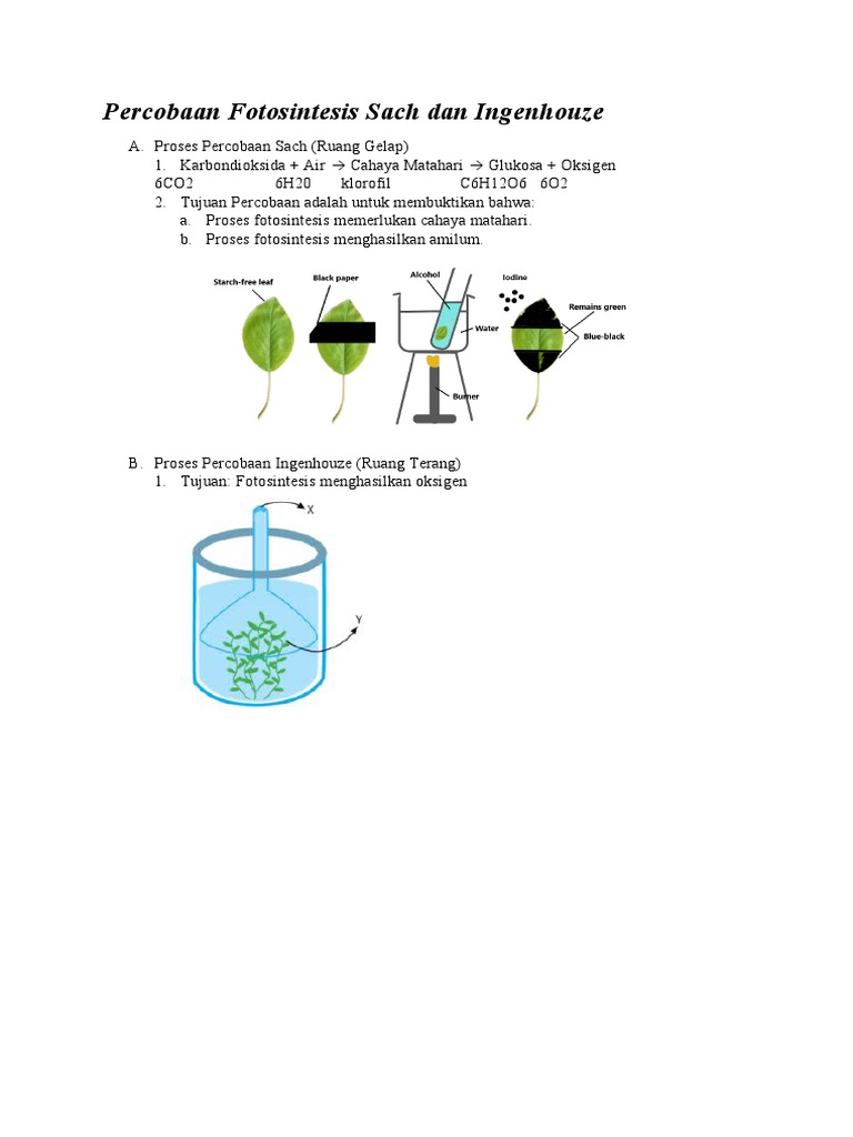 Percobaan Fotosintesis Sach Dan Ingenhouze | PDF