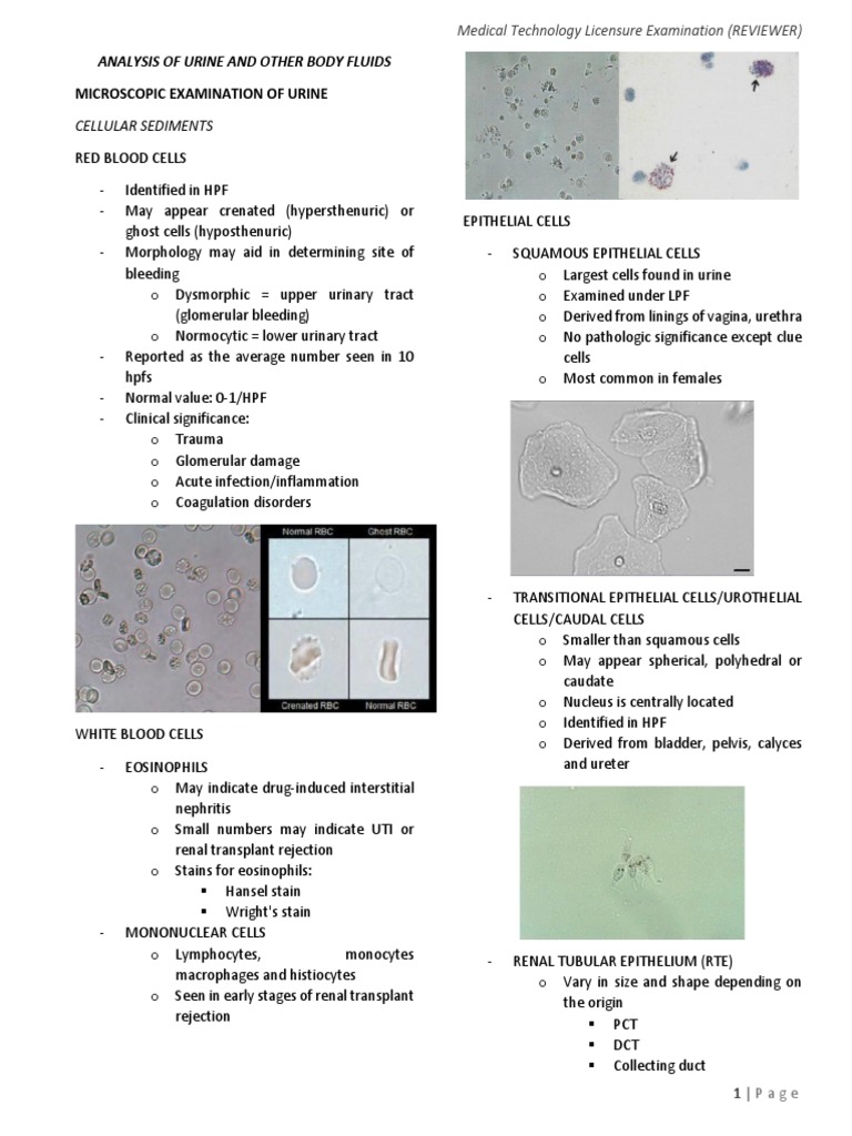 Urine Microscopy Analysis Guide | PDF | Medical Specialties | Clinical ...