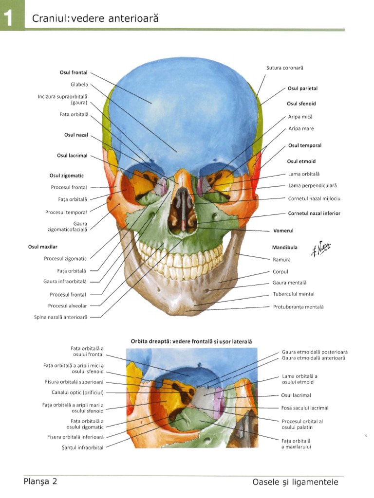 Portofoliu Biologie Pentru Admiterea La Medicina | PDF