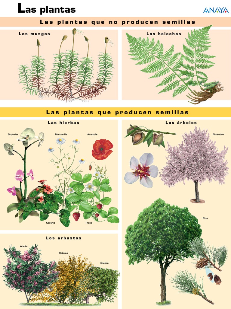 Infografia Plantas Pdf