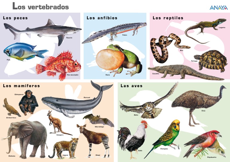 Infografia Tipos Vertebrados | PDF