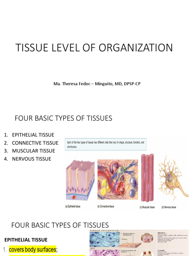 Tissue Organization Overview | PDF | Epithelium | Nervous System