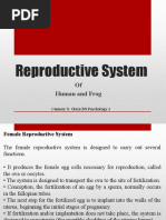 Male and Female Rat Reproductive Anatomy | PDF
