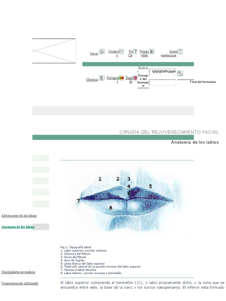 Anatomia y Fisiologia de Los Musc de Los Labios | PDF | Labio | Cara
