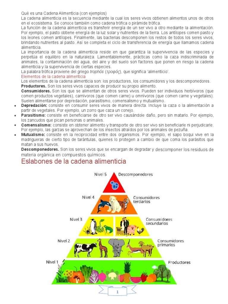 Qué es una Cadena Alimenticia | PDF | Red alimentaria | Naturaleza