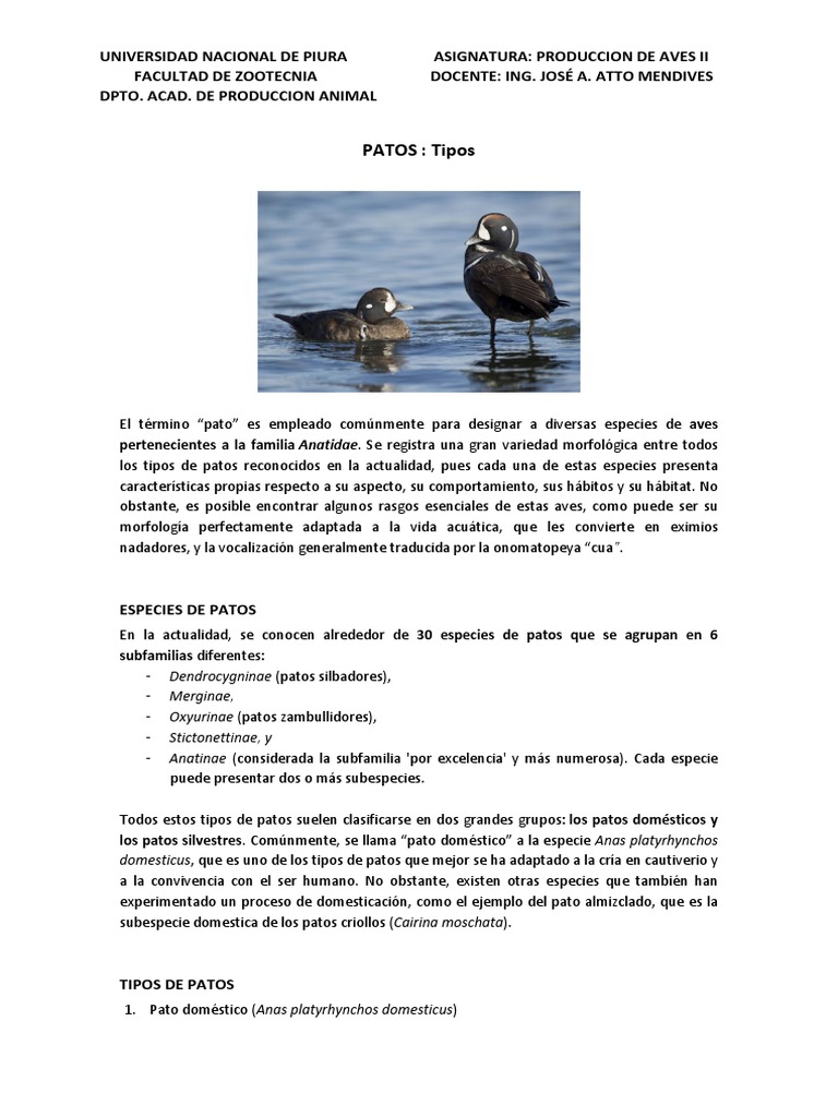 PATOS - Razas y Tipos | PDF | Américas | Aves de corral