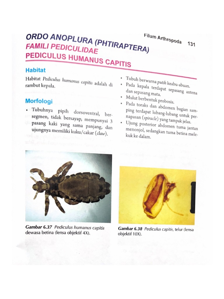 Famili Pediculidae | PDF