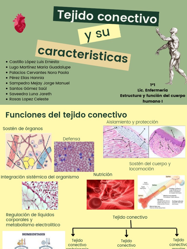Tejido Conectivo | PDF | Hueso | Cartílago