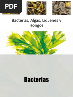 Bacterias Verdes Del Azufre | PDF | Las bacterias | Fotosíntesis