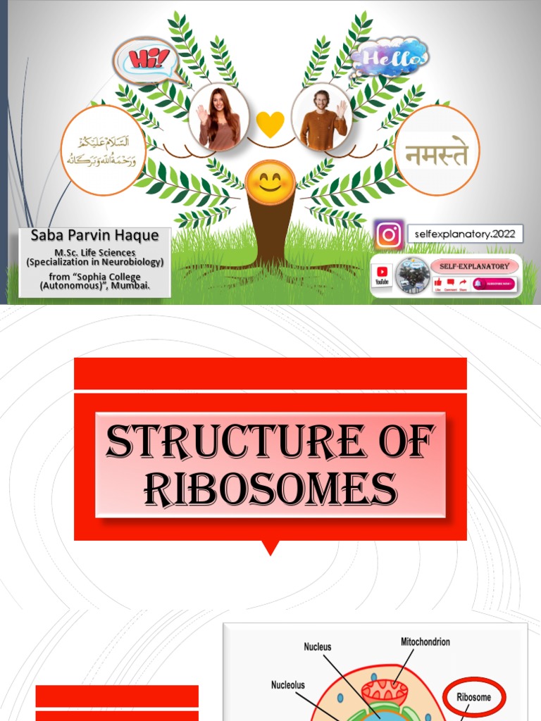 Structure of Ribosomes | PDF | Ribosome | Ribosomal Rna