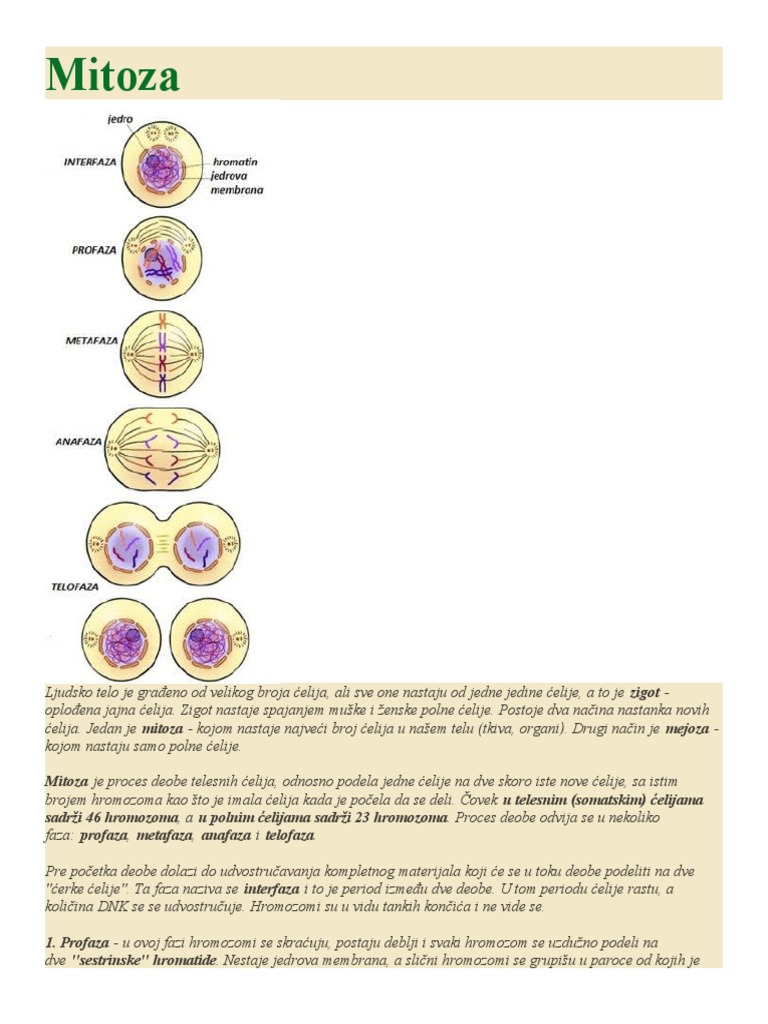 Mitoza | PDF