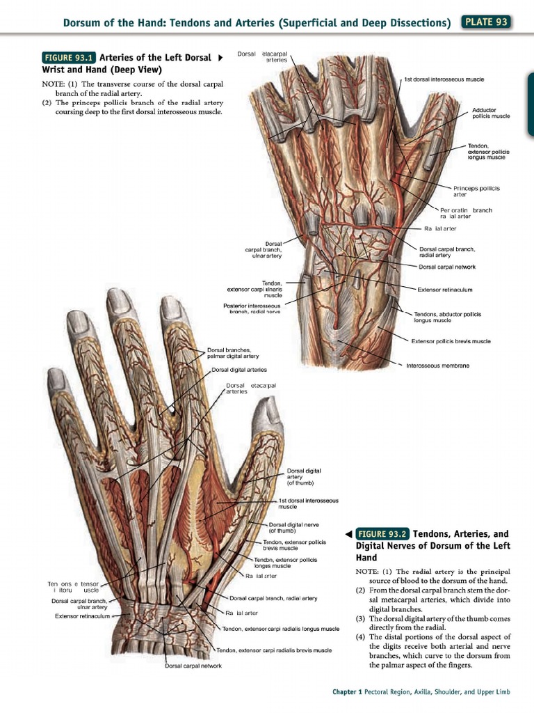 Anatomy A Regional Atlas of The Human Body 6th Ed | PDF