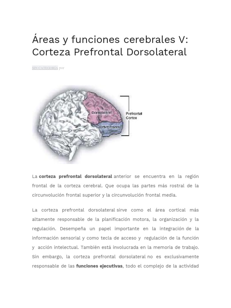 Funciones de la Corteza Prefrontal Dorsolateral | PDF | Relaciones ...