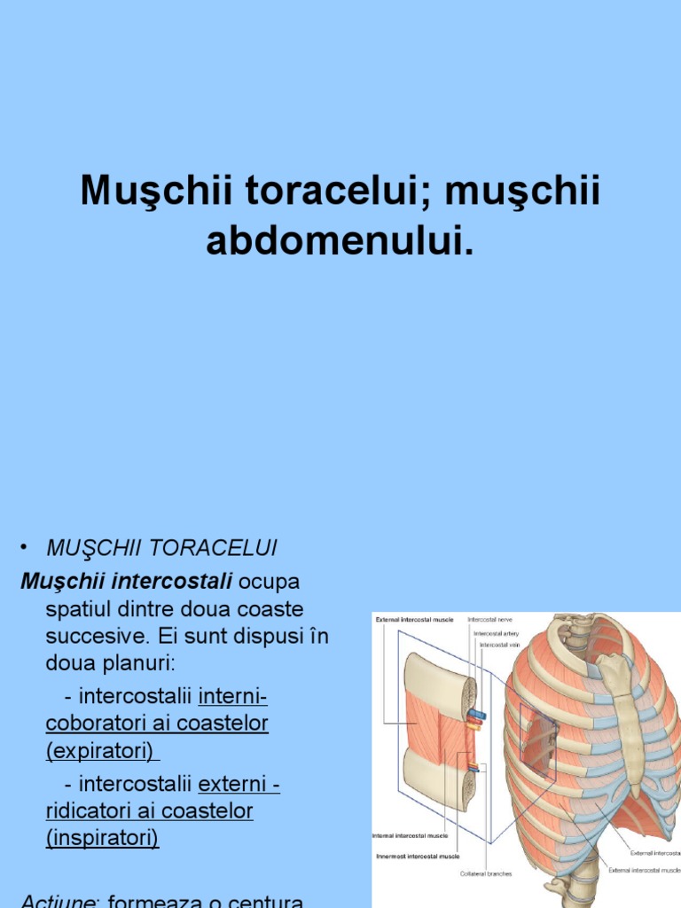 Muşchii Toracelui | PDF