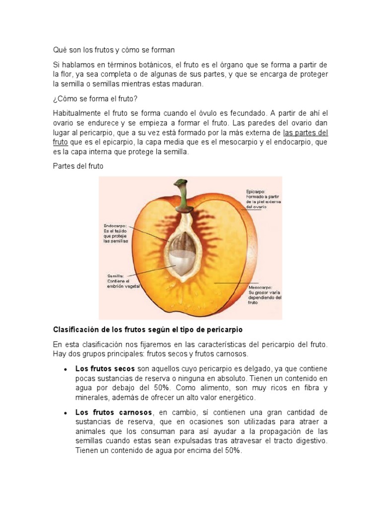 Botanica Qué Son Los Frutos y Cómo Se Forman | PDF