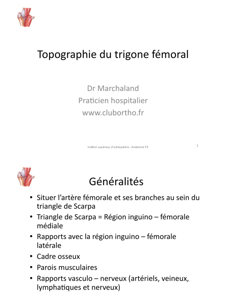 Anatomie du triangle de Scarpa | PDF | Anatomie | Anatomie de membre ...