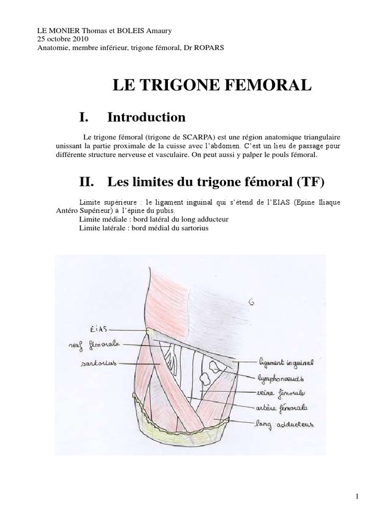 II Les Limites Du Trigone Femoral | PDF | Jambe humaine | Anatomie humaine