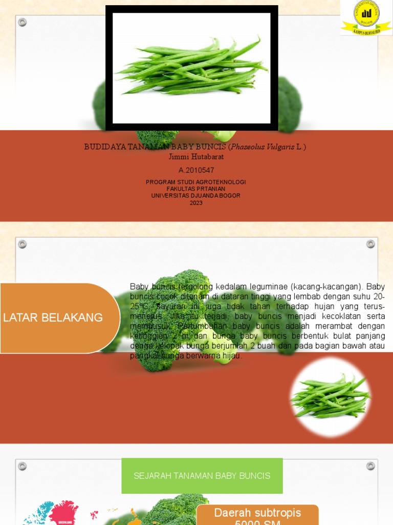 Kapita Selekta Buncis | PDF