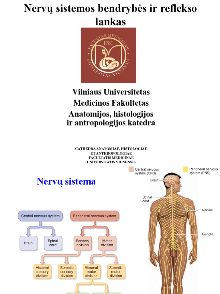 CNS - Nervų Sistemos Bendrybės Ir Reflekso Lankas | PDF