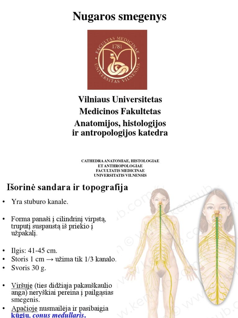 CNS - Nugaros Smegenys S | PDF