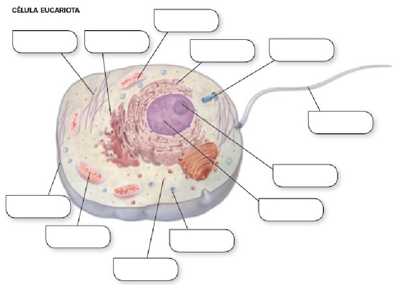 Esquema Mudo Célula Eucariota Pdf