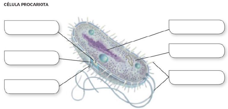 Esquema Mudo Célula Procariota | PDF
