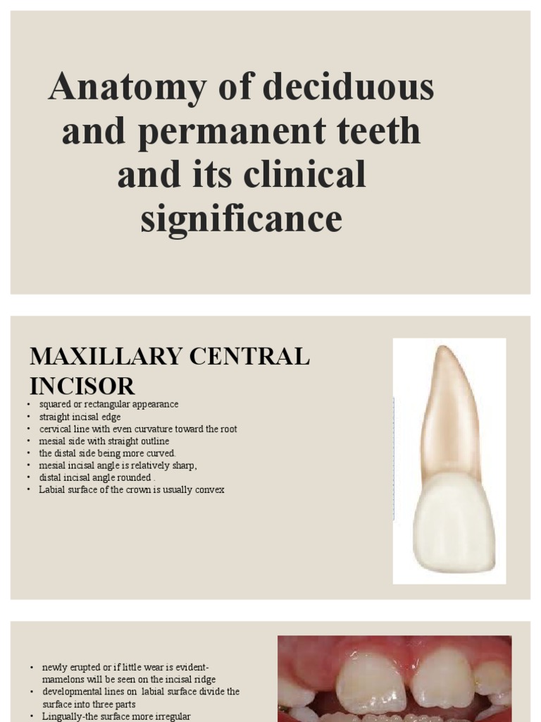 Anatomy of Deciduous & Permanent Teeth | PDF | Dental Anatomy | Human ...