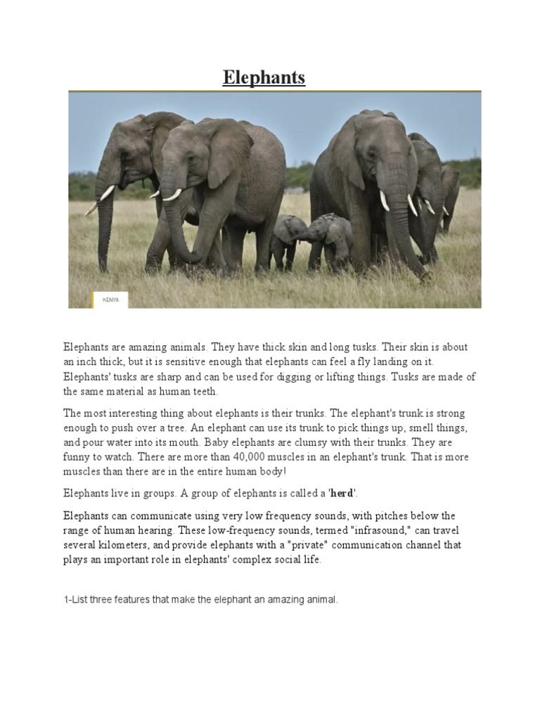 Elephant Features and Communication | PDF