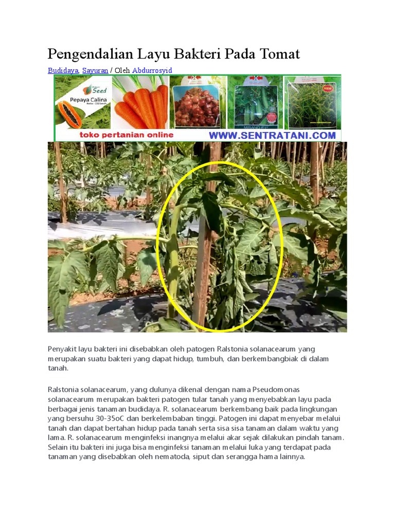 Pengendalian Layu Bakteri Pada Tomat | PDF