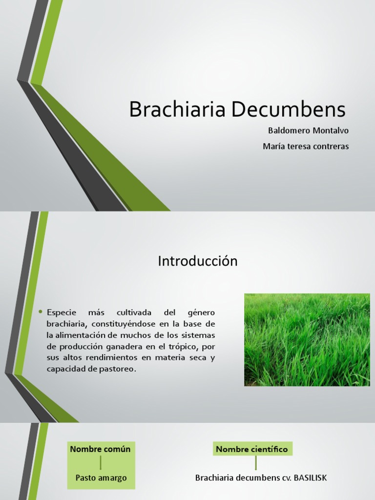 Brachiaria Decumbens | PDF
