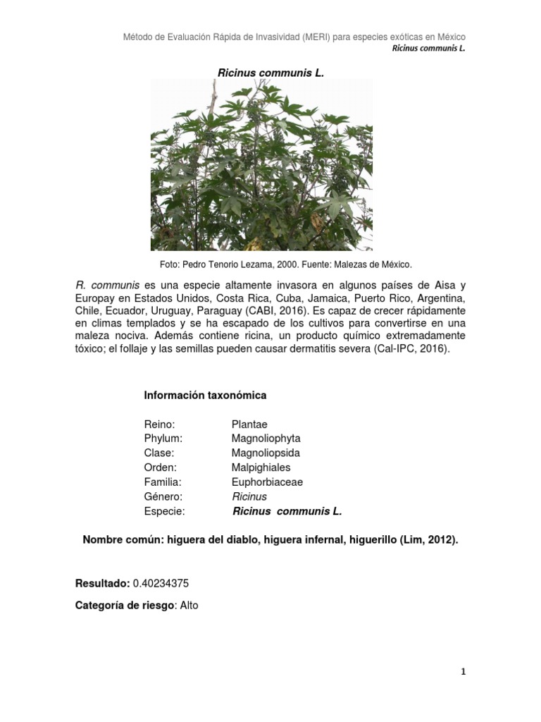 Ricinus Communis Final | PDF | Especies invasivas | Naturaleza