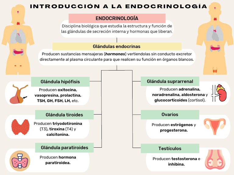 Introducción A La Endocrinología | PDF