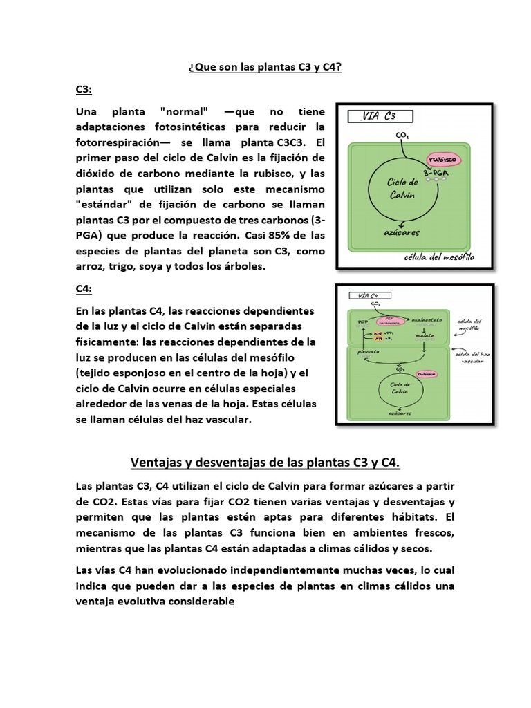 Plantas C3 y C4 y Fotorrespiracion. | PDF