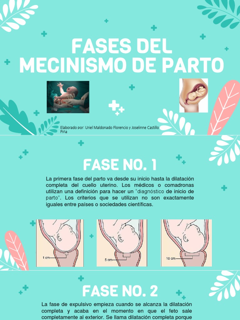 Fases del Mecanismo de Parto | PDF | Parto | Placenta