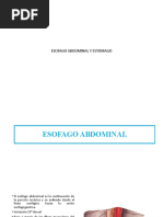 Anatomia, Irrigacion, Inervación Del Esofago y Estomago | PDF ...