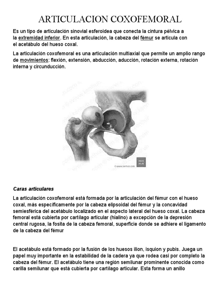 Articulacion Coxofemoral.. | Descargar gratis PDF | Articulación | Sistema musculoesquelético