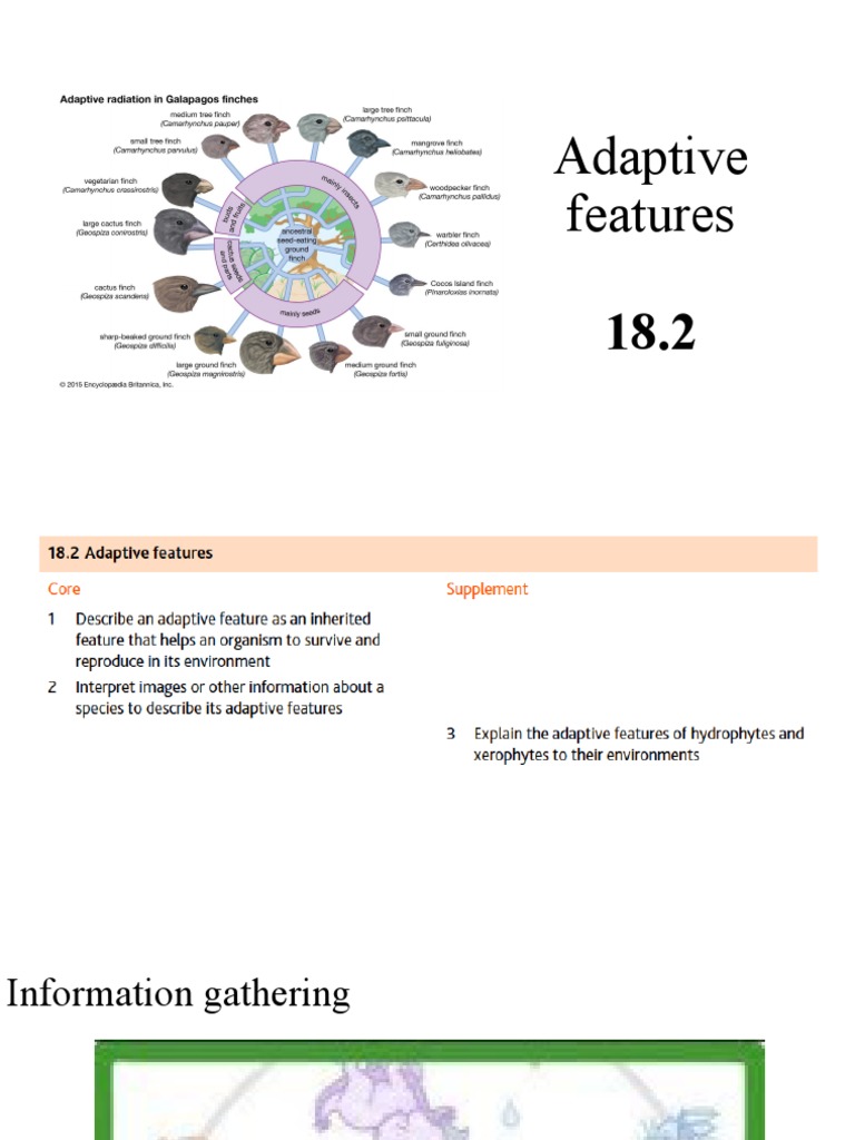 Adaptive Features in Organisms | PDF | Leaf | Predation