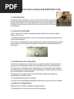 Anatomía y enfermedades del pene canino | PDF | Pene | Urología