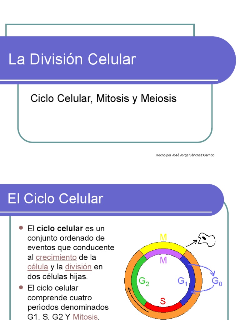 La División Celular | PDF