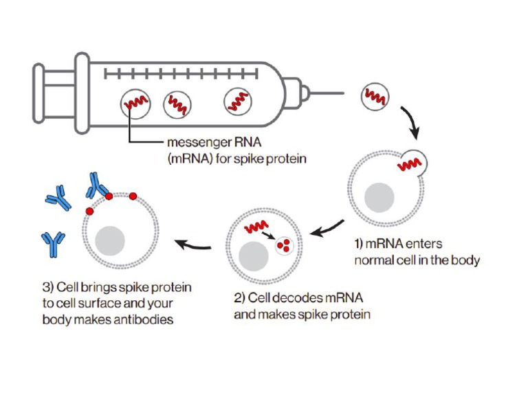 Moderna Mechanism of Action | PDF