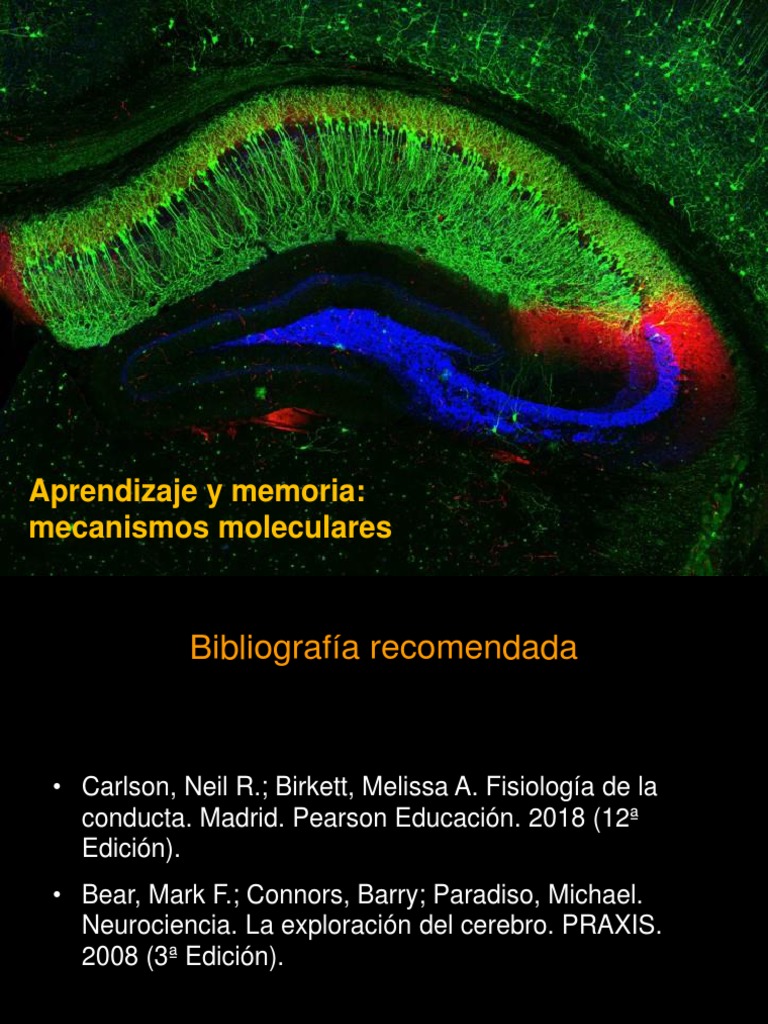 Aprendizaje Y Memoria Mecanismos Moleculares Pdf La Potenciación A