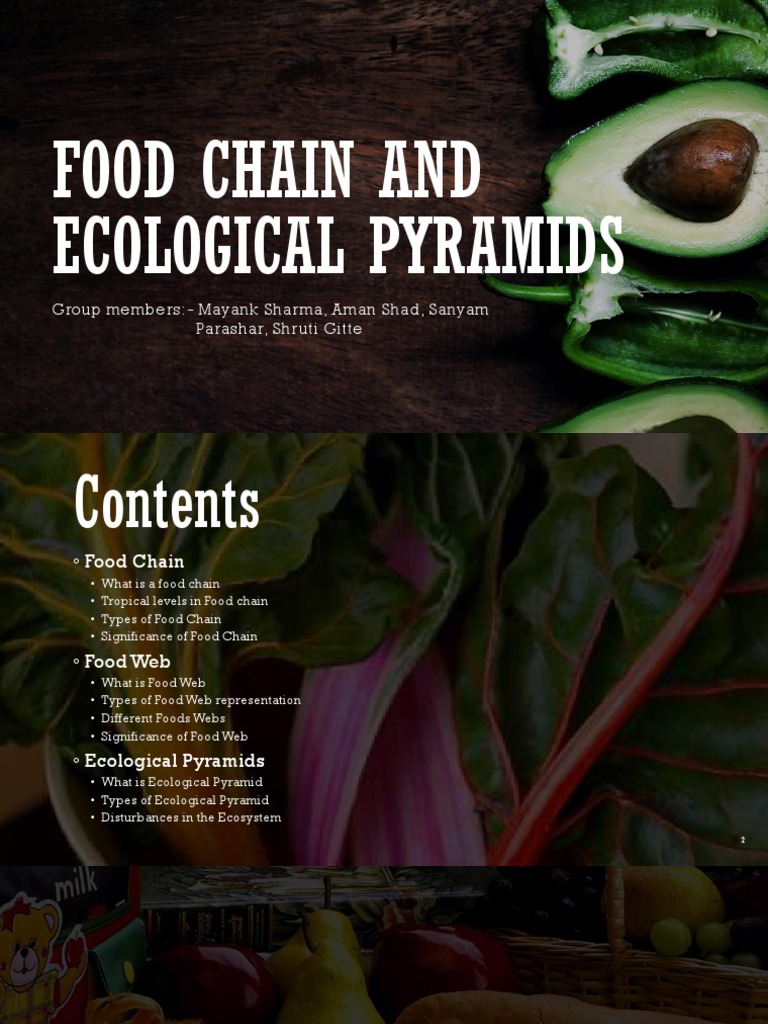 Food Chain and Ecological Pyramids | PDF | Food Web | Ecosystem