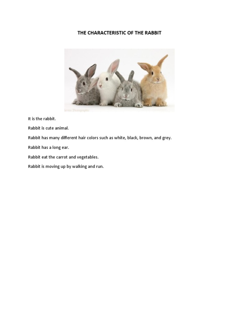 The Characteristics of Rabbits | PDF