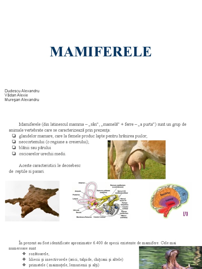 Mam If Erele | PDF