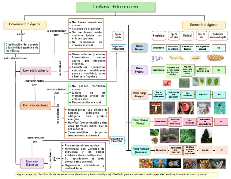 Mapa Conceptual - Clasificación de Los Seres Vivos | PDF | Eucariotas | Plantas
