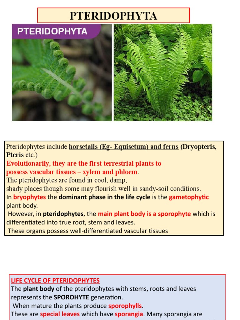 PTERIDOPHYTA | PDF | Spore | Plant Morphology